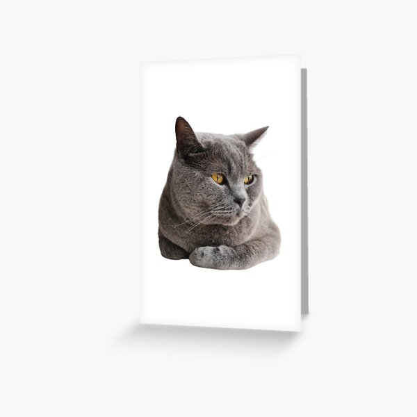 "Jeff the Cat - Laying" Greeting Card for Sale by BigAvo | Redbubble