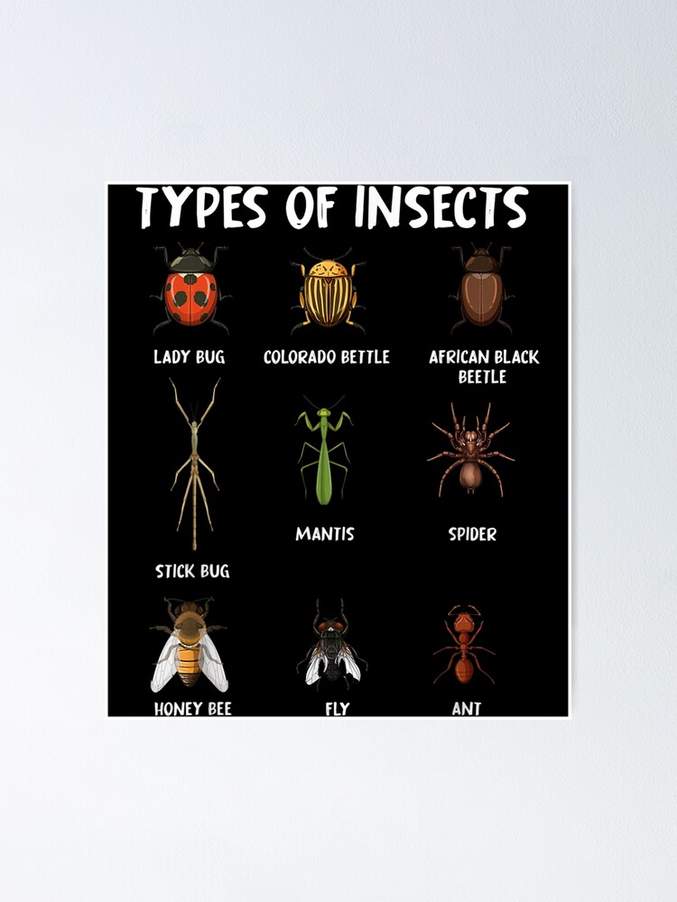 Póster «Tipos De Insectos Insecto Coleccionista Entomólogo Biólogo Insecto» de JocastaShop ...