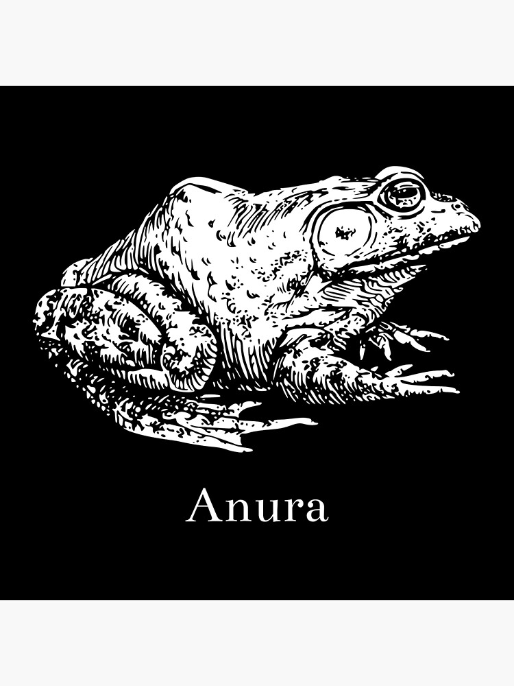 "Frog - Anura" Poster for Sale by freekZOID | Redbubble