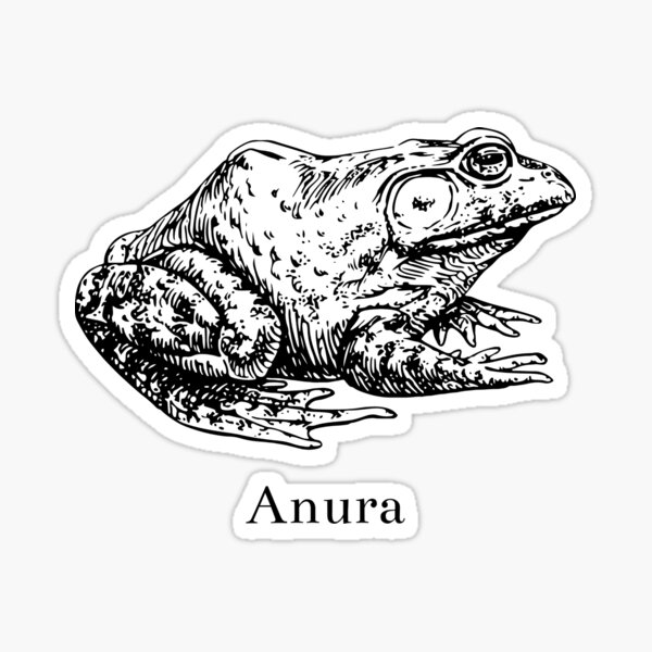 "Frog - Anura" Sticker for Sale by freekZOID | Redbubble