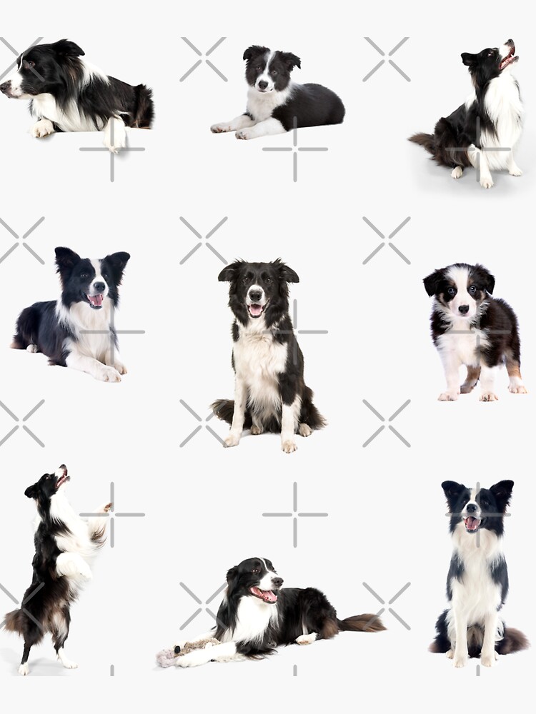 "Border collie stickers pack" Sticker by SkiniB | Redbubble