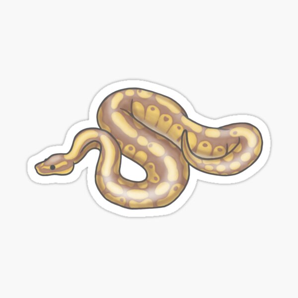 "Banana ball python " Sticker by CordieDittus | Redbubble