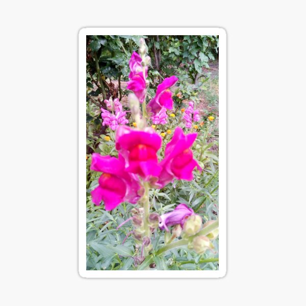 "snapdragon" Sticker for Sale by inciboltja | Redbubble