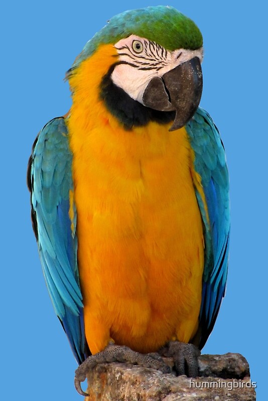 "Curious macaw" by hummingbirds | Redbubble
