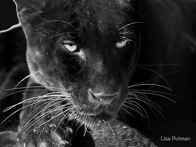 "Obsidian - Black Leopard" by Lisa Putman | Redbubble