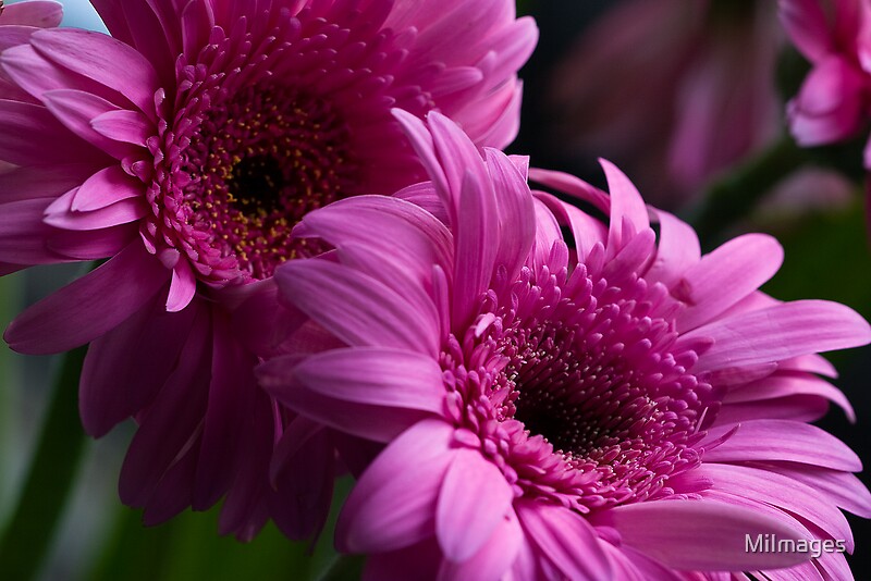 "Twin Pink Gerbas" by MiImages | Redbubble