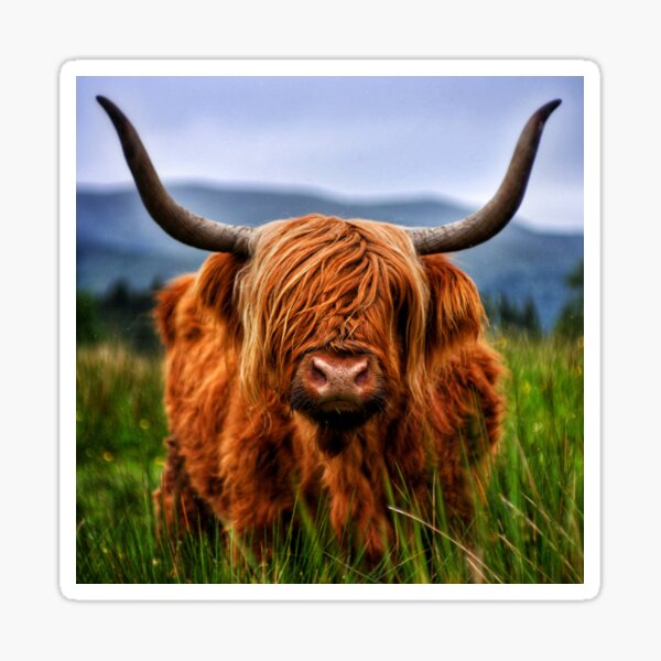 "Highland coo " Sticker for Sale by Md1982 | Redbubble