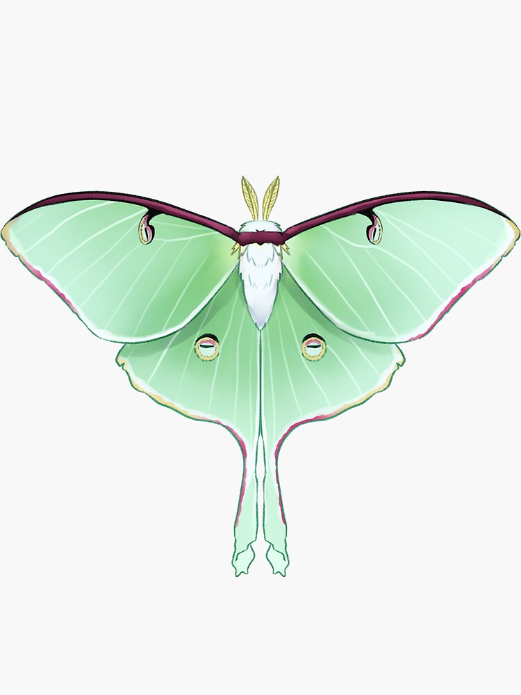 "Luna Moth" Sticker for Sale by jupiter-cactus | Redbubble