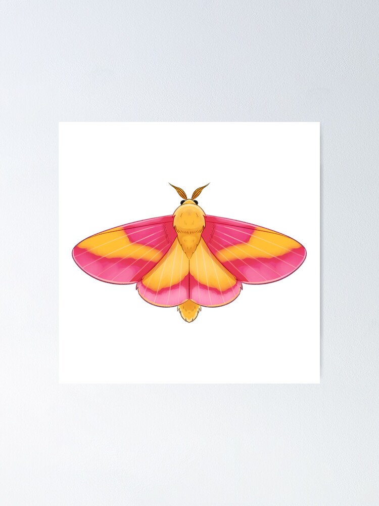 "Rosy Maple Moth" Poster for Sale by jupiter-cactus | Redbubble