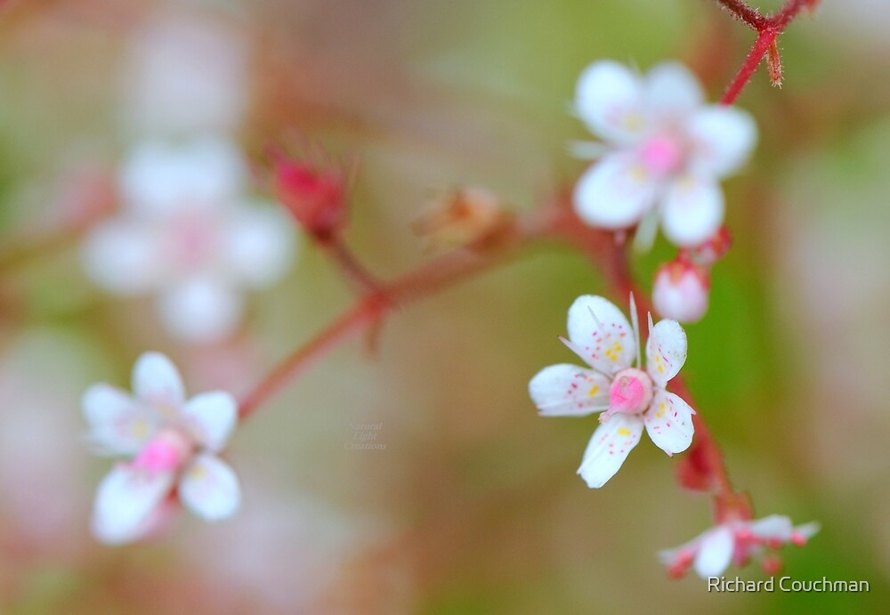 "" Pink Kisses "" by Richard Couchman | Redbubble