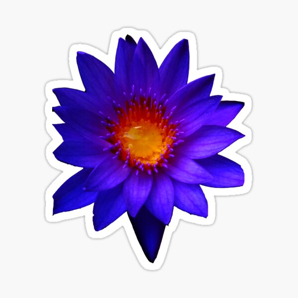 "beautifull blue water lily" Sticker for Sale by sanakuma | Redbubble