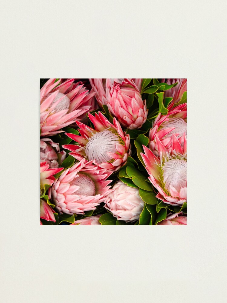 "Bright Pink Giant Protea, The National Flower of South Africa, by ...