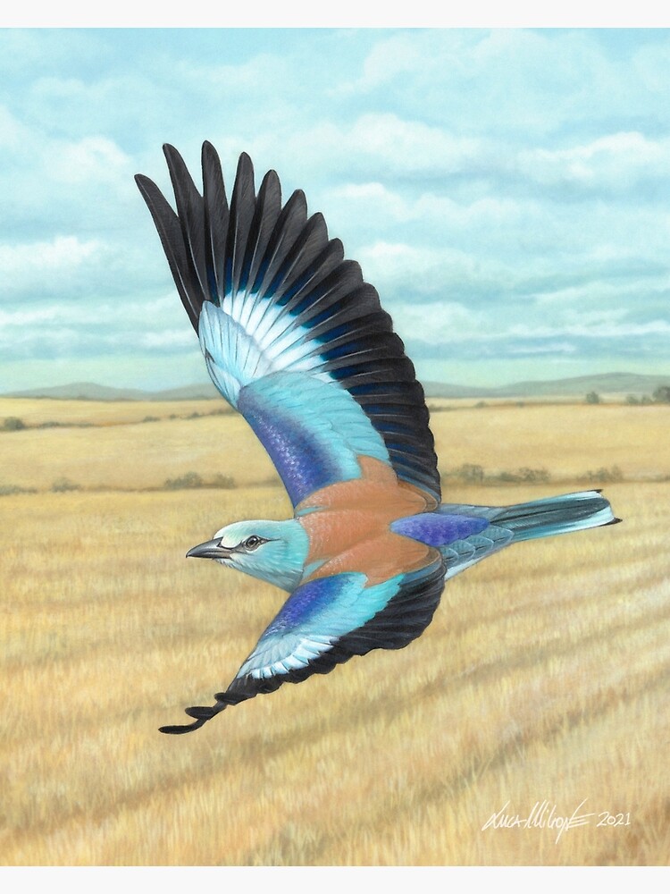 "European Roller" Poster for Sale by LucaMilioneArt | Redbubble