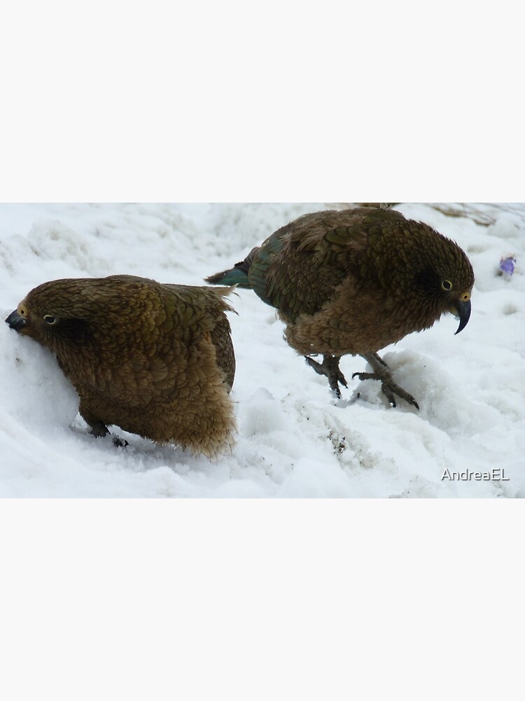 "Come on Bob, this is fun! - Kea - Queenstown - New Zealand" Poster by ...
