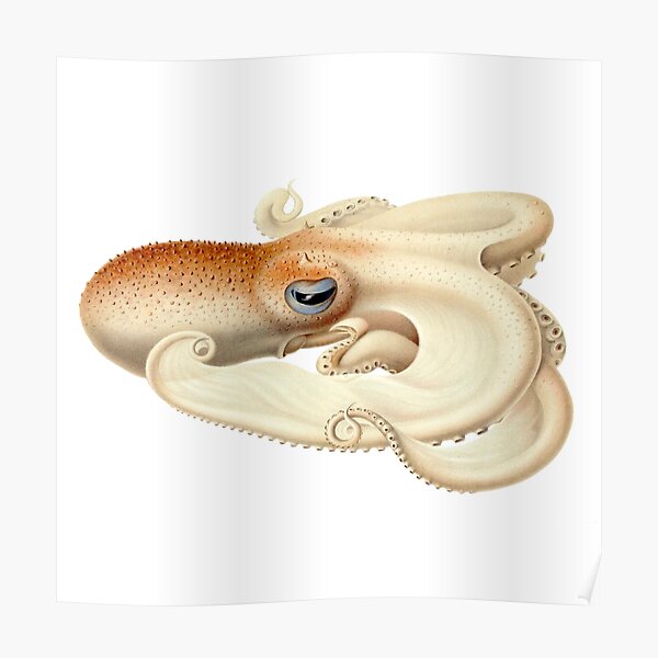 "The Angel octopus, (Velodona togata)" Poster for Sale by TeeARTHY ...
