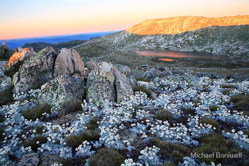 "Mt Kosciusko Silver Snow Daises" by Michael Boniwell | Redbubble
