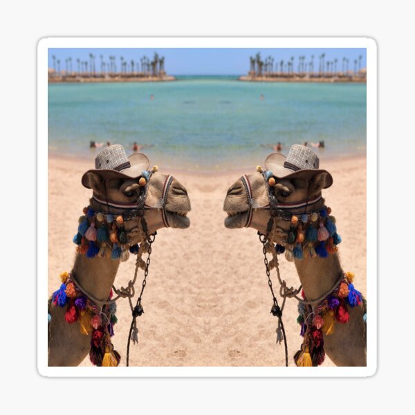 "Happy Egyptian camels wearing hats on the beach" Sticker for Sale by ...