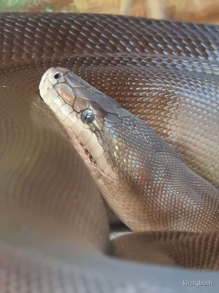 "Olive Python" by kirstybush | Redbubble