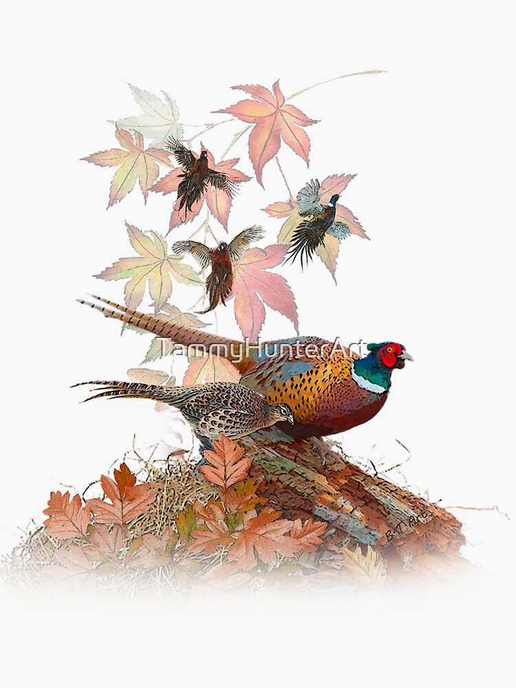 "Common Pheasant " Sticker for Sale by TammyHunterArt | Redbubble