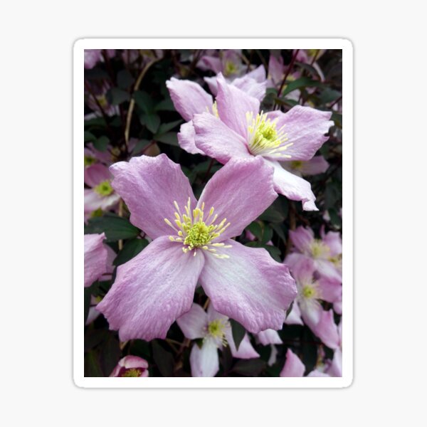 "clematis" Sticker for Sale by KathleenDawson | Redbubble