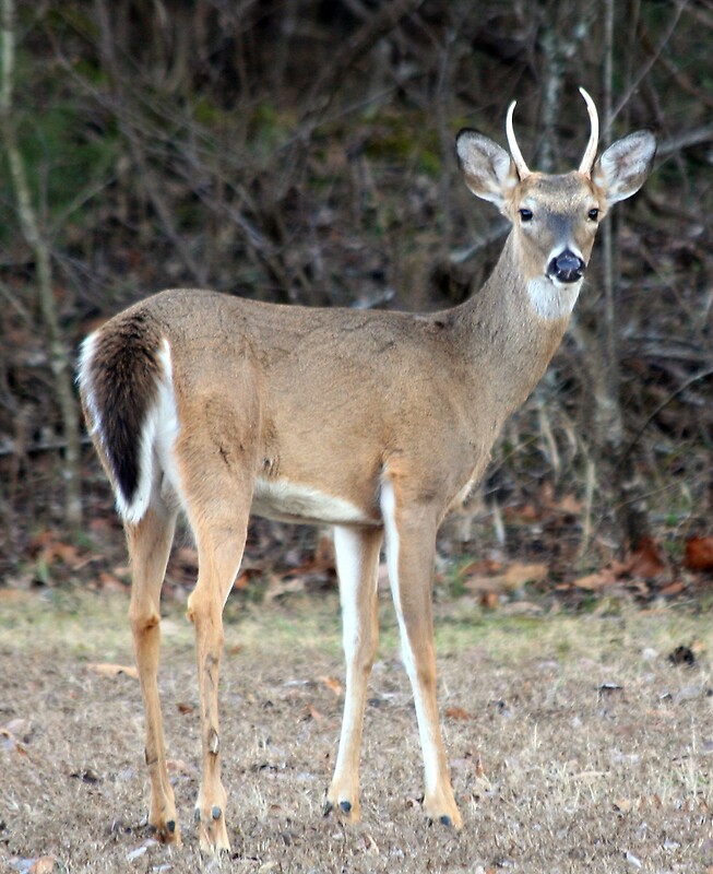 "Whitetail Spike Deer" by CKEphotos | Redbubble