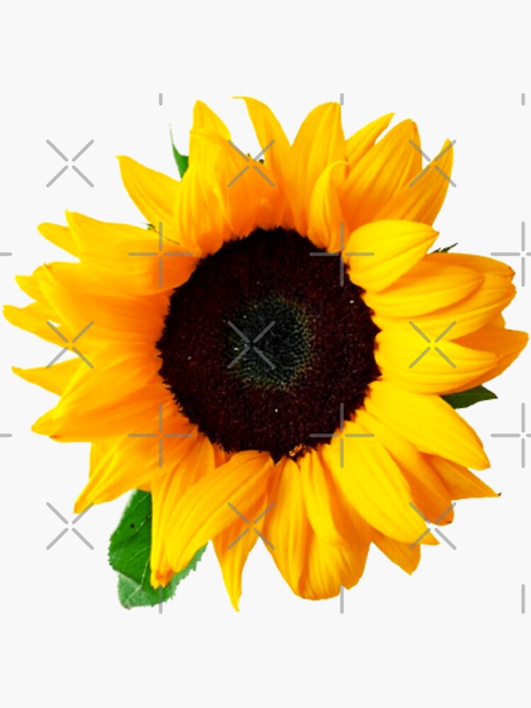 "Sunflower Transparent Background" Sticker for Sale by KruisR | Redbubble