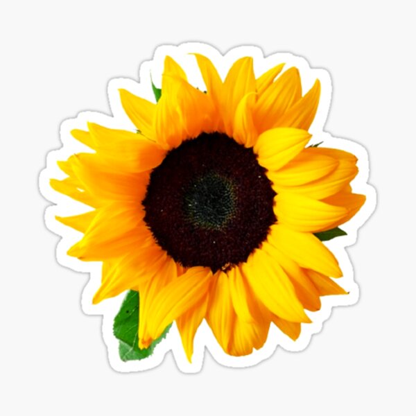 "Sunflower Transparent Background" Sticker for Sale by KruisR | Redbubble