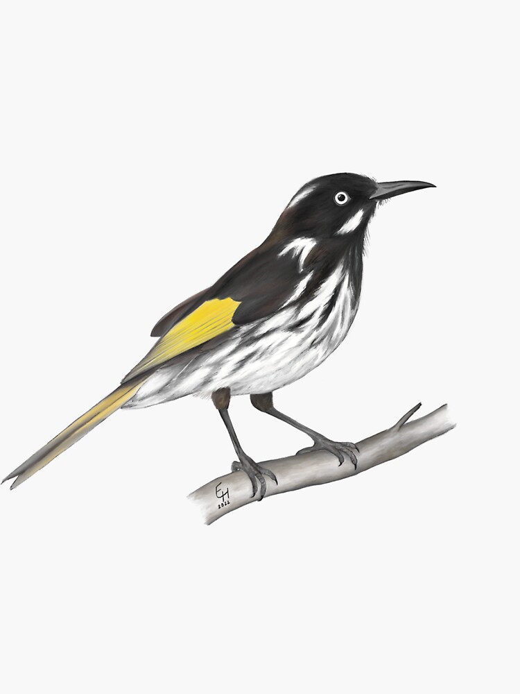 "New holland honeyeater" Sticker for Sale by Ellie-Hay | Redbubble