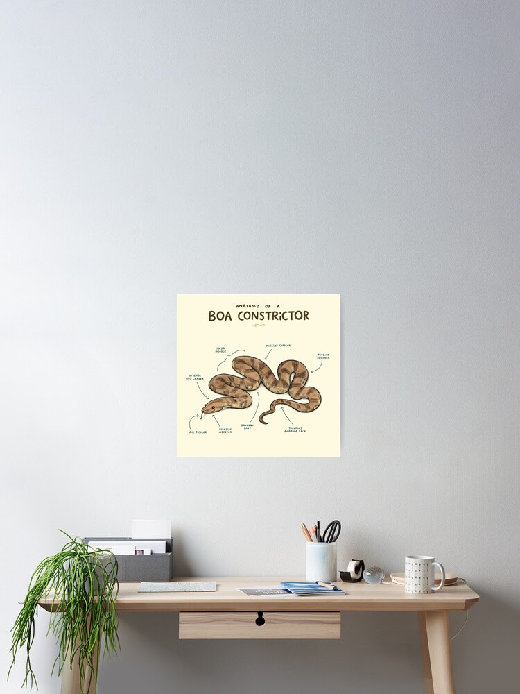 "Anatomy of a Boa Constrictor" Poster for Sale by SophieCorrigan | Redbubble