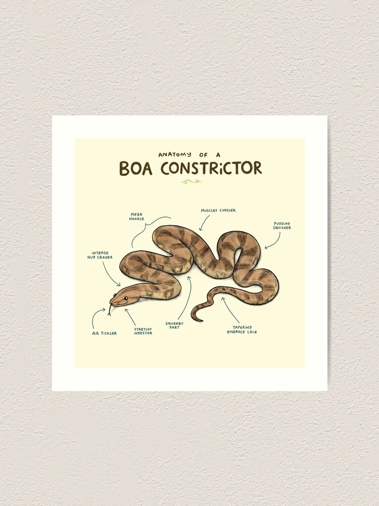 "Anatomy of a Boa Constrictor" Art Print for Sale by SophieCorrigan ...