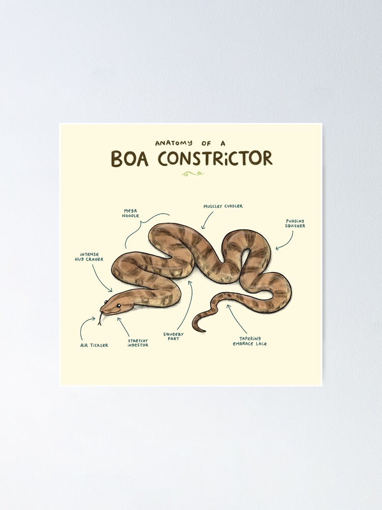 "Anatomy of a Boa Constrictor" Poster for Sale by SophieCorrigan ...