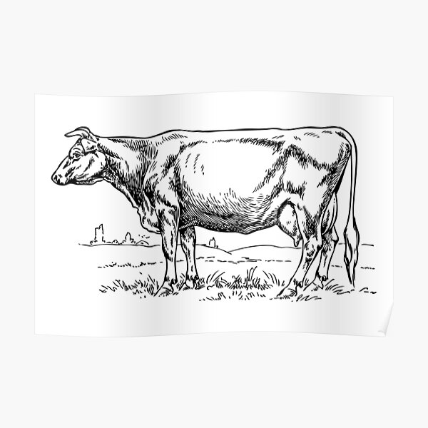 "Cow" Poster for Sale by hrcdesign | Redbubble