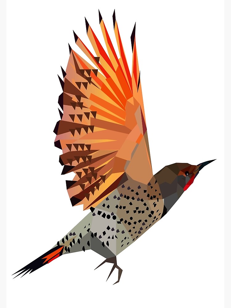 "Western flicker, Flying bird art" Poster for Sale by villavera | Redbubble