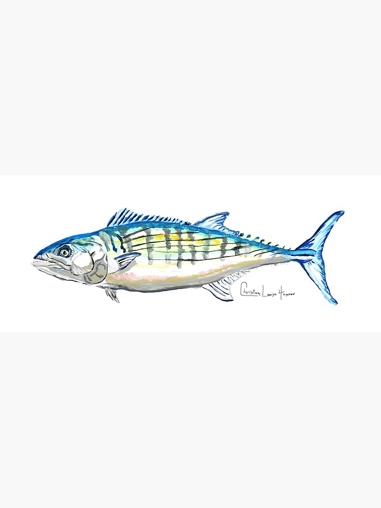 "Atlantic Bonito" Poster for Sale by christinahewson | Redbubble