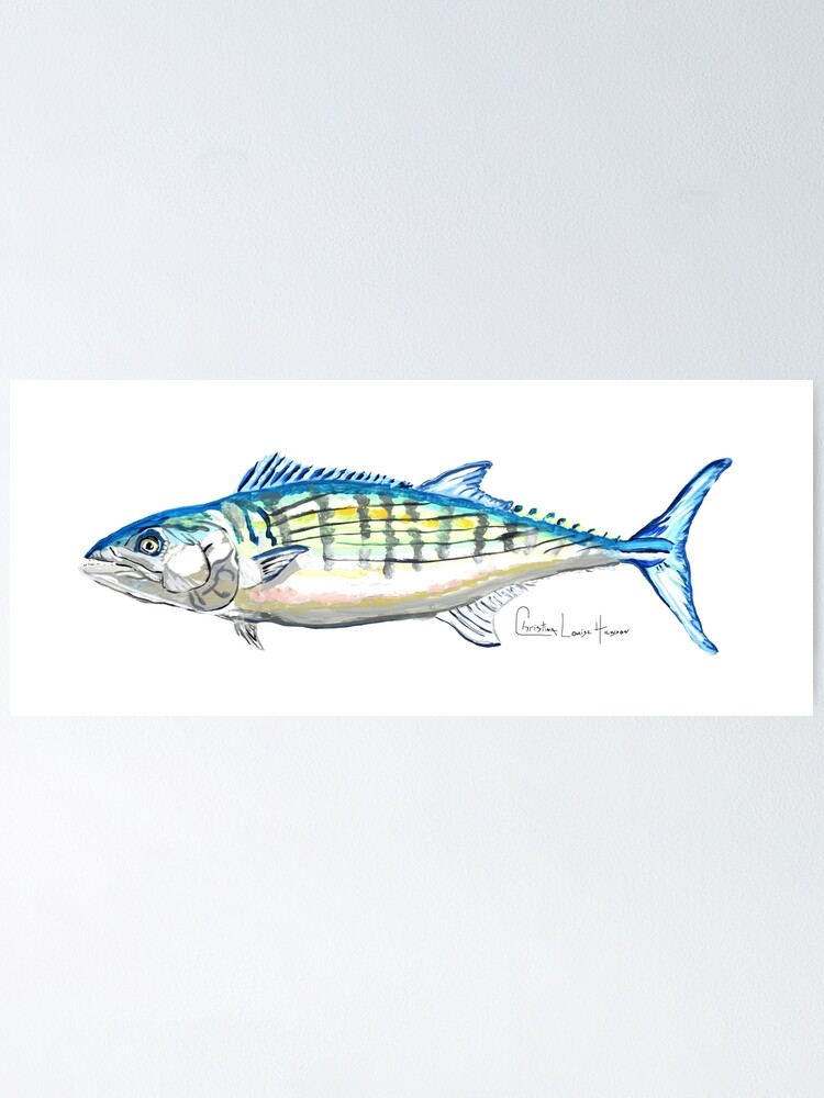 "Atlantic Bonito" Poster for Sale by christinahewson | Redbubble