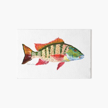 Mutton Snapper Wall Art | Redbubble