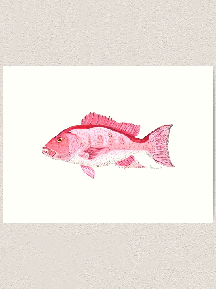 "Red Snapper" Art Print by christinahewson | Redbubble