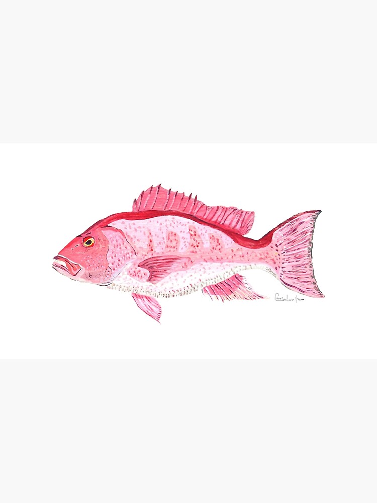 "Red Snapper" Art Print by christinahewson | Redbubble
