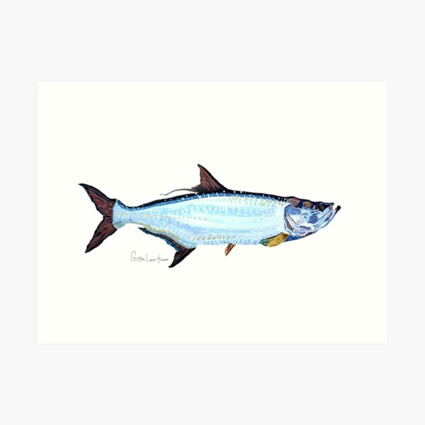 Tarpon Wall Art | Redbubble