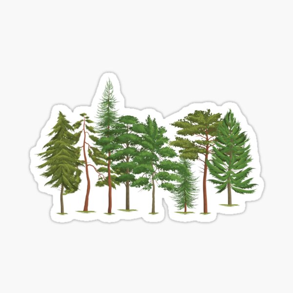 "Evergreen Pine Tree | Christmas Tree " Sticker for Sale by MeshoEmad ...