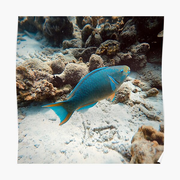 "Vibrant Tricolor Parrot Fish" Poster for Sale by kdive21 | Redbubble