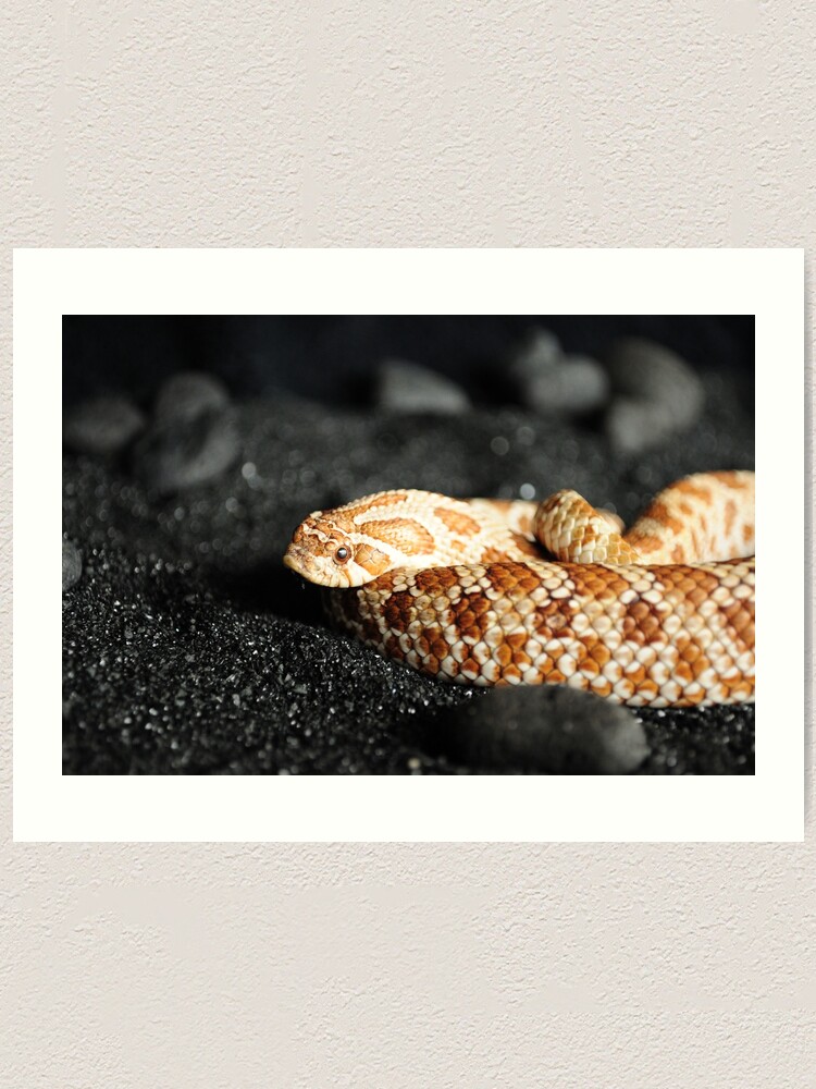 "Western Hognose Snake" Art Print by JennaKnight | Redbubble