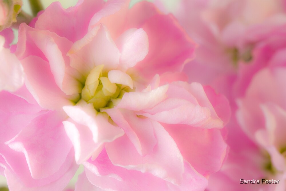 "Pink Stock Matthiola Incana Macro " by Sandra Foster | Redbubble