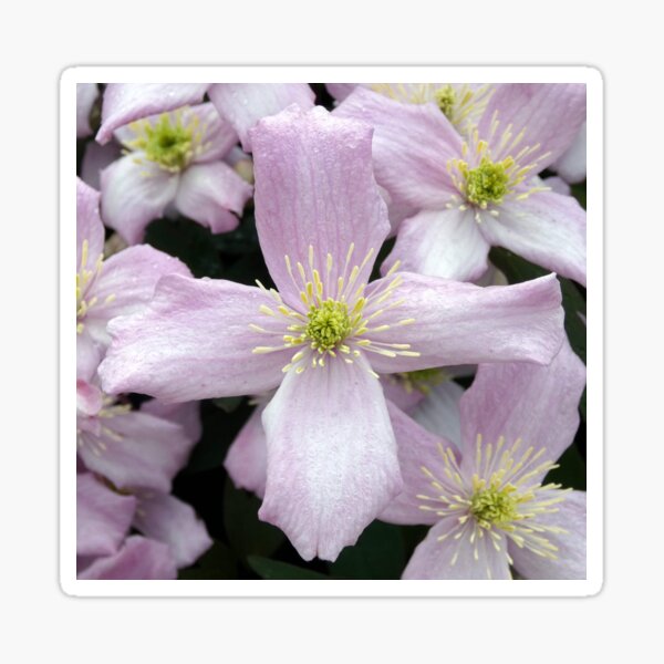 "clematis flower" Sticker for Sale by KathleenDawson | Redbubble