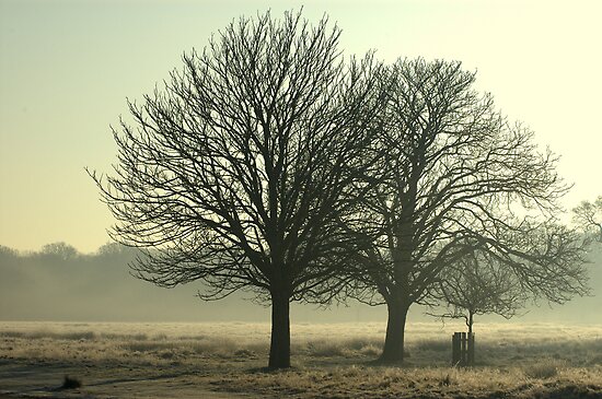 "Winter trees - Richmond Park, London, UK" by Alan Ferrari | Redbubble