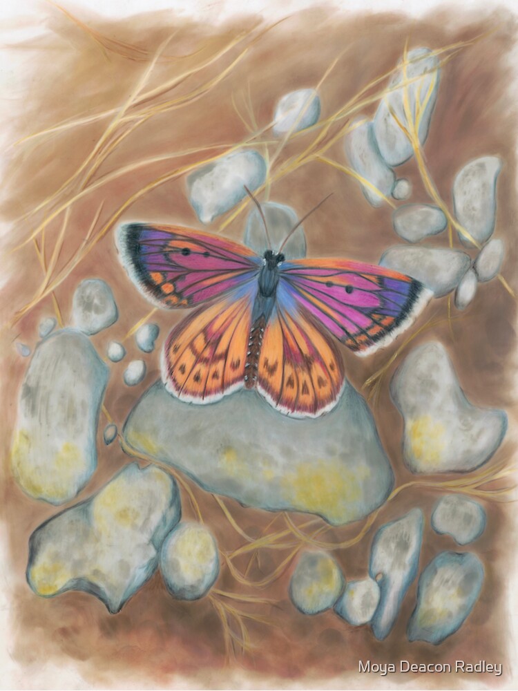 "New Zealand Boulder Copper Butterfly" Sticker for Sale by moyaradley ...
