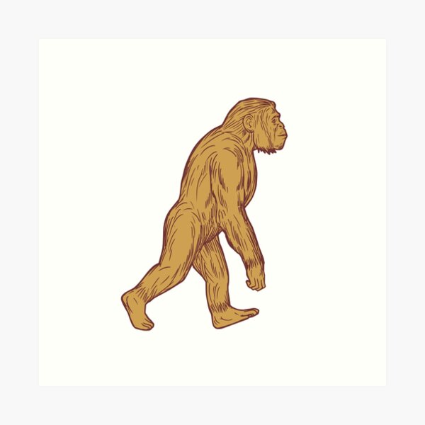 "Homo Habilis Walking Side Drawing" Art Print for Sale by patrimonio ...