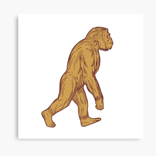 "Homo Habilis Walking Side Drawing" Canvas Print for Sale by patrimonio ...