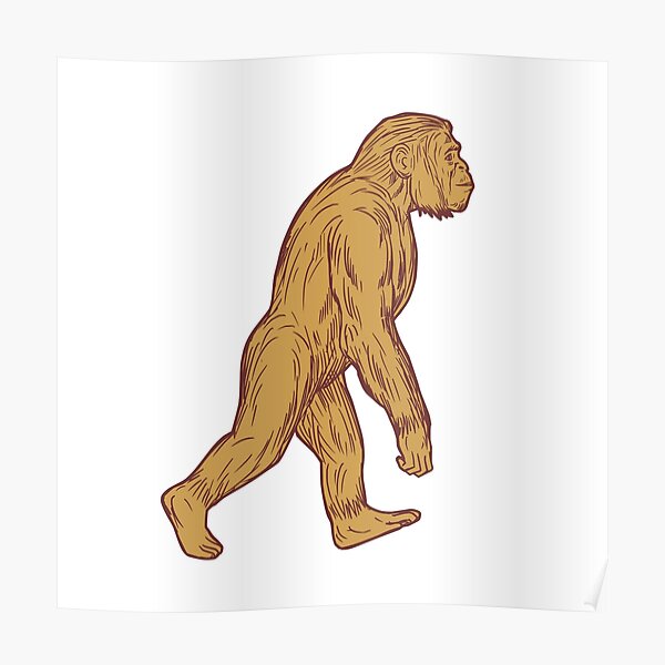 Poster « Homo Habilis Walking Side Dessin », par patrimonio | Redbubble