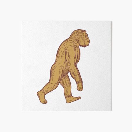"Homo Habilis Walking Side Drawing" Art Board Print for Sale by ...